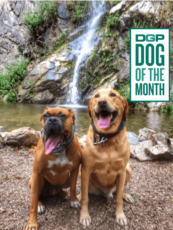 DGP's January Dogs of the Month: Bruno and Max - DGP For Pets