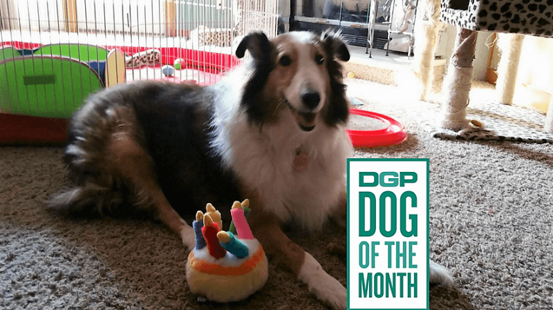 Daisy: DGP's February Dog of the Month - DGP For Pets