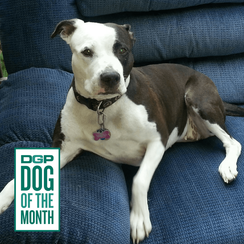 Bella: DGP's October Dog of the Month - DGP For Pets Bella: DGP's October Dog of the Month - DGP For Pets