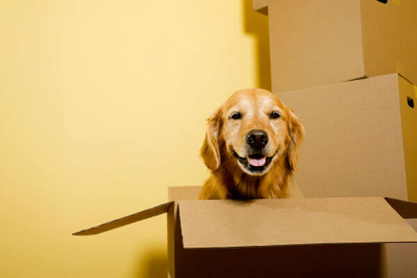 Pet Safety: Moving Day Edition - DGP For Pets