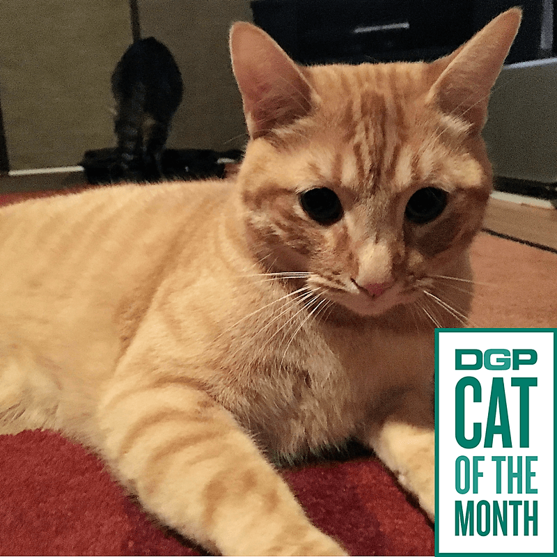 Pickles: DGP's November Cat of the Month - DGP For Pets