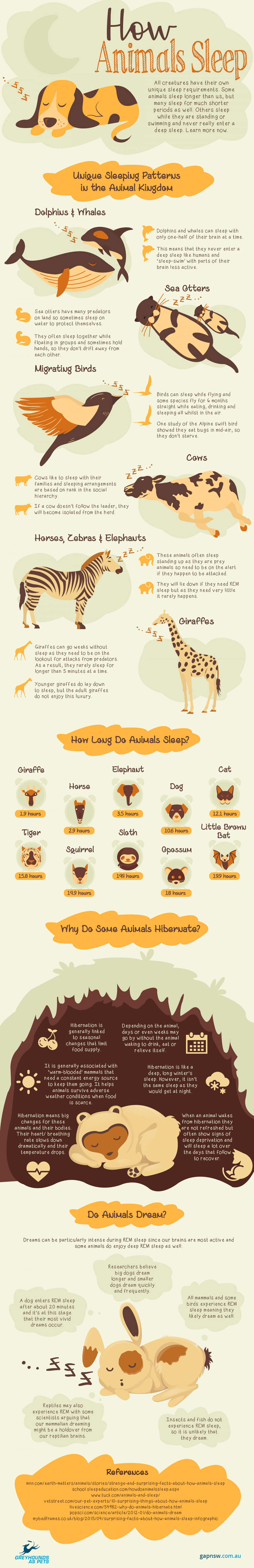 How do animals sleep? - DGP For Pets