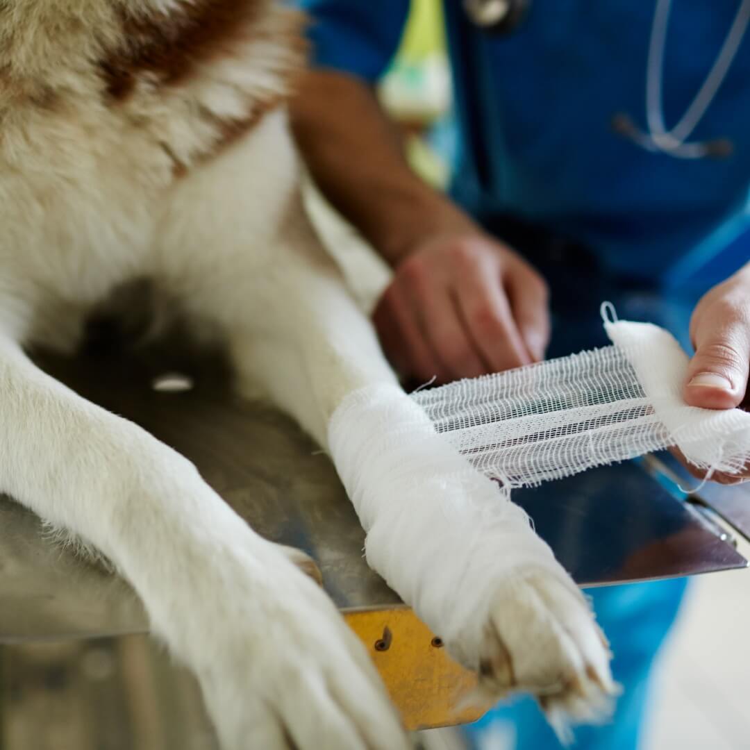What Is A Pet First Aid Kit? - DGP For Pets